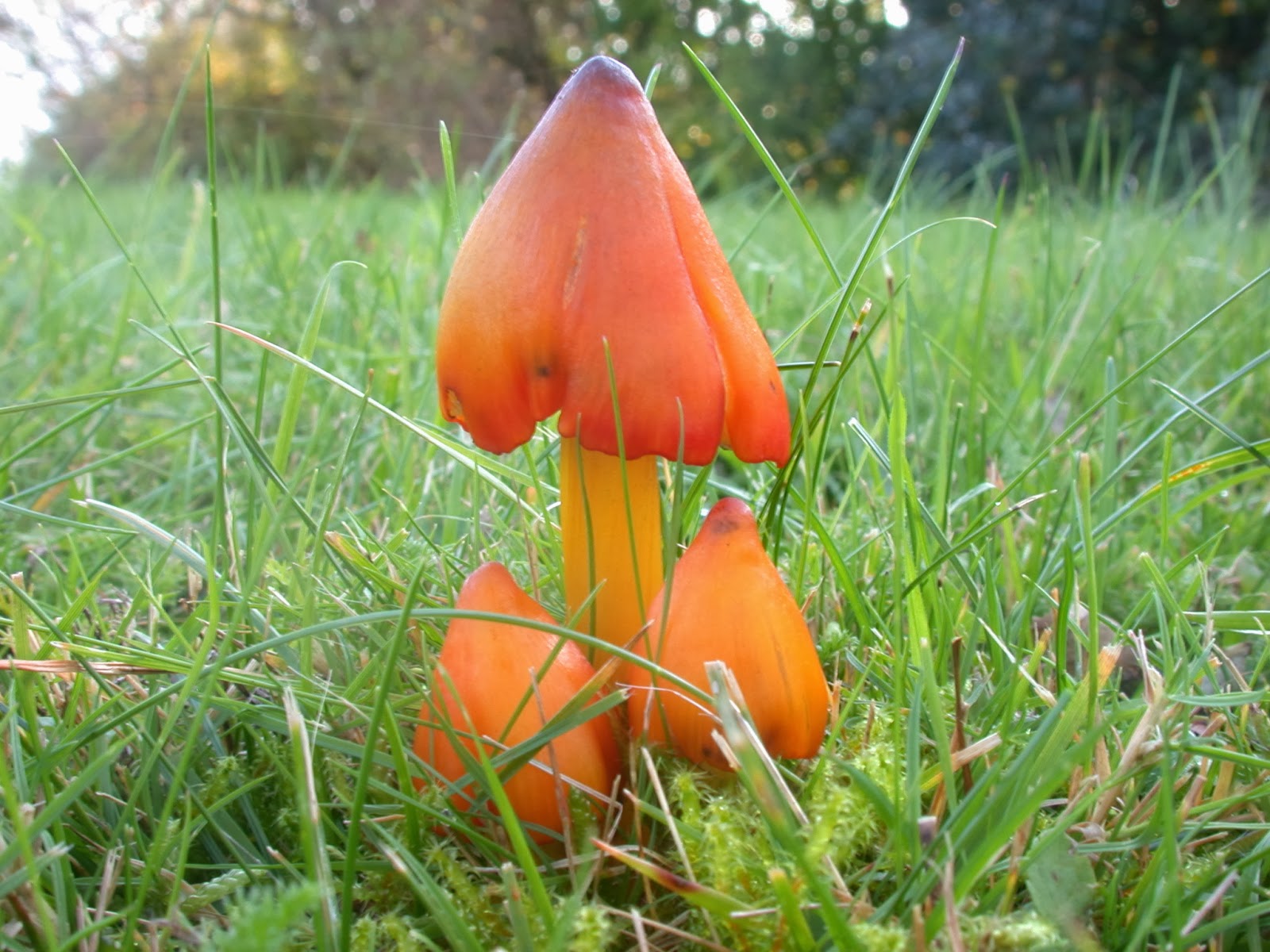 Irish Grassland Fungi